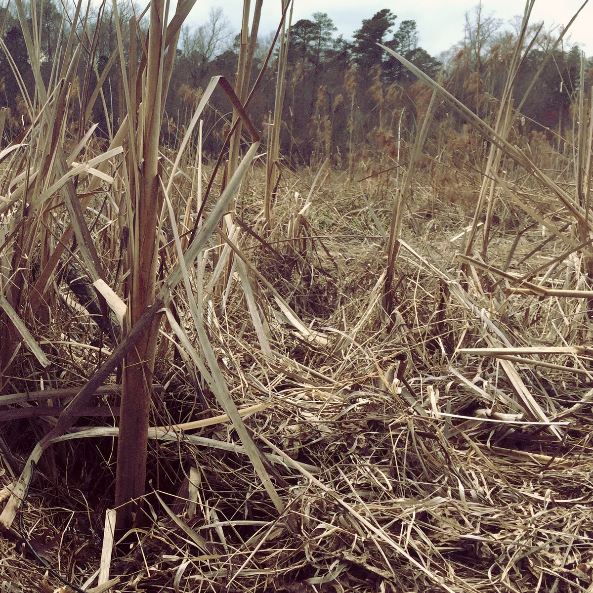 reedbed – Steve Ashby